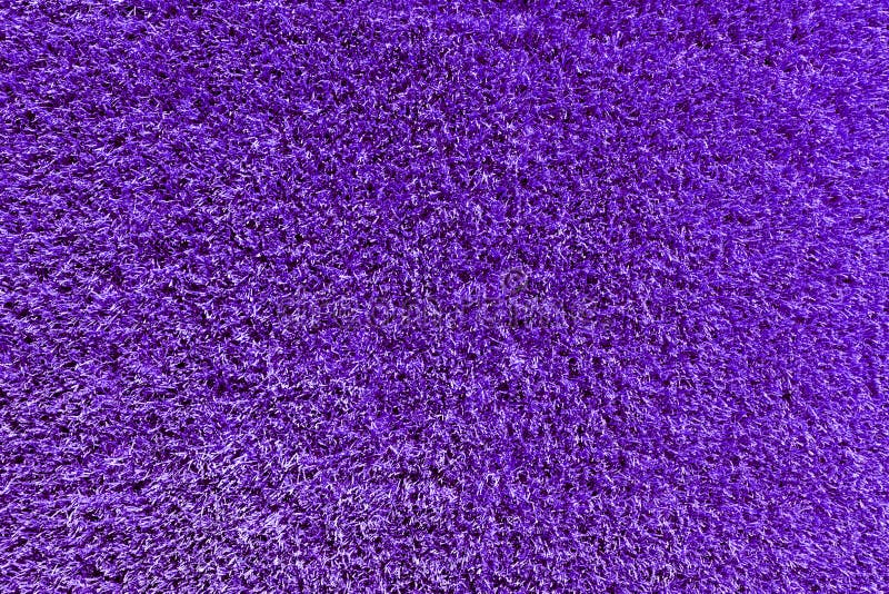 Texture of a Purple Grass Decorative Lawn. Stock Photo - Image of ...