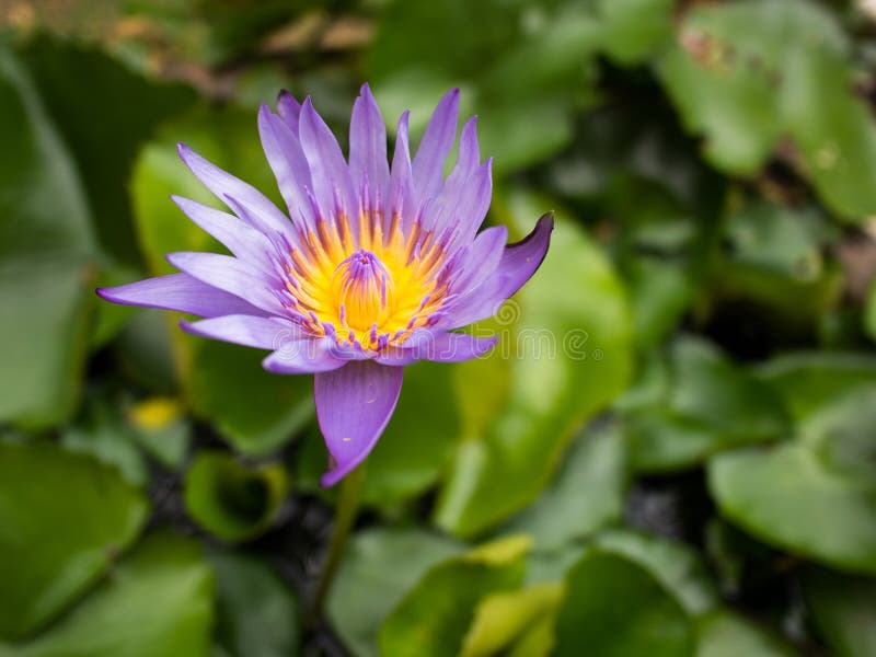 The Texture of Purple Water Lilly Stock Photo - Image of purple, joint ...