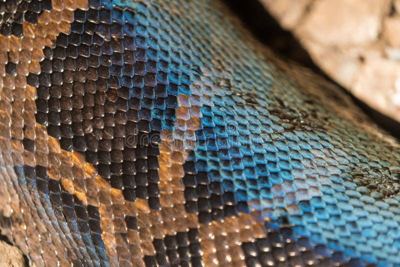 Texture Of The Python Skin Close-up Stock Image - Image of detail ...