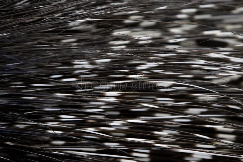 Texture from the Quill Tail Stock Photo - Image of hystrix, animal ...
