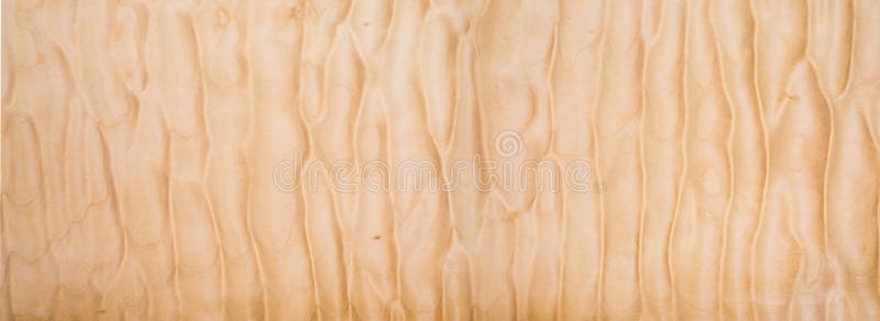 Maple Bird S Eye (wood Texture) Stock Photo - Image of design, close ...