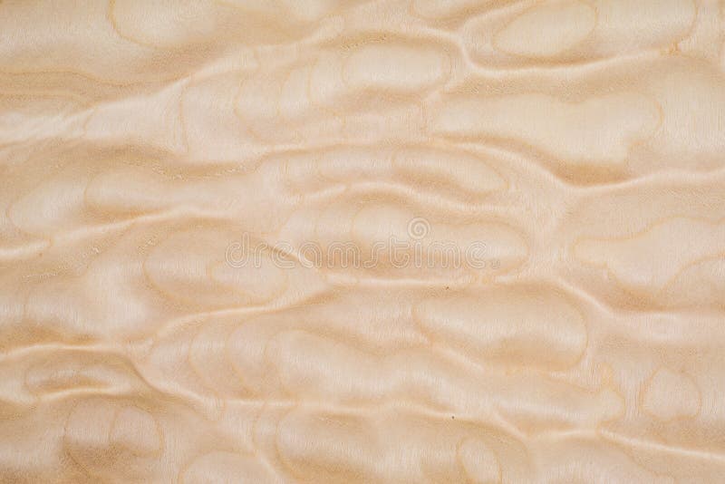 Maple Bird S Eye (wood Texture) Stock Photo - Image of design, close ...