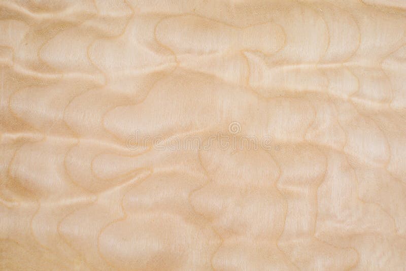 Texture of Quilted Maple stock photo. Image of wood, used - 51272000