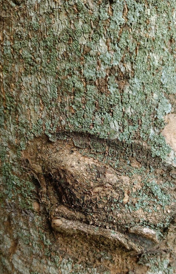 Texture of a Rare Mango Tree Trunk, Which is in the Forest beside the ...