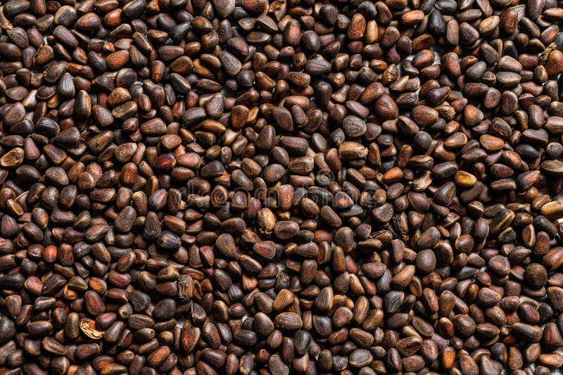 Texture of Raw Pine Nuts in Shell. Top View Stock Photo - Image of ...