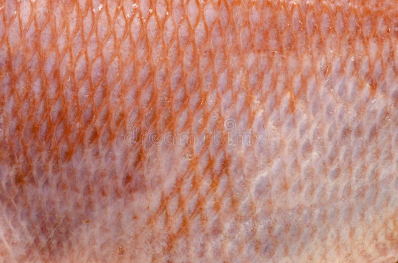 Texture, Raw Red Fish, Macro. Stock Image - Image of food, texture ...