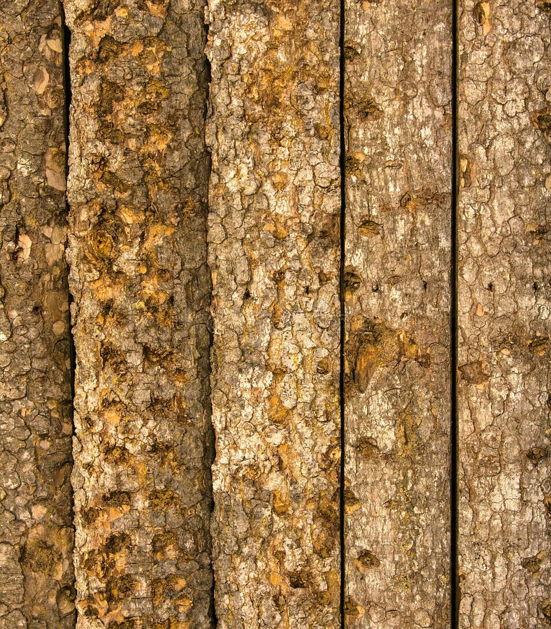 Texture of raw tree bark. stock image. Image of grained - 92231109