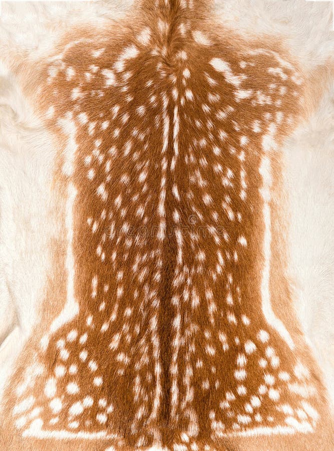 Texture of Real Axis Sika Deer Fur Stock Photo - Image of wallpaper ...