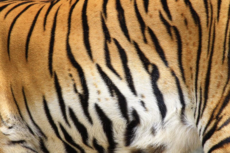 Tiger fur texture (real) stock image. Image of furry, fuzz - 9604385