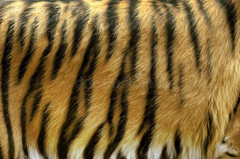 Texture of real tiger skin stock photo. Image of design - 54875132