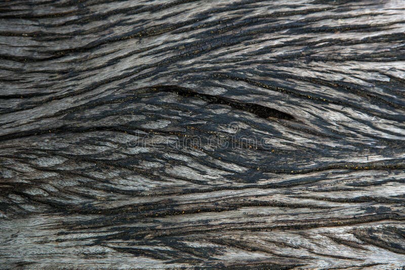 Texture of the Real Wood from Tree Stock Photo - Image of pattern ...