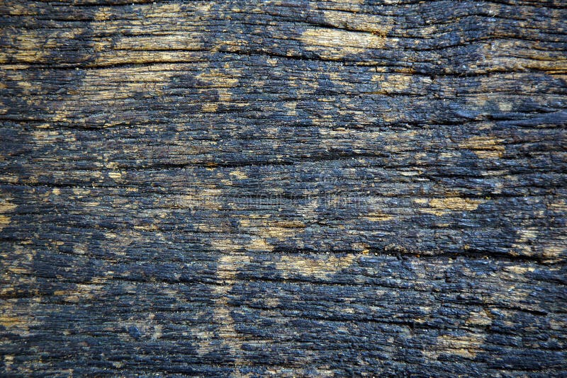 Texture of the Real Wood from Tree Stock Image - Image of natural ...