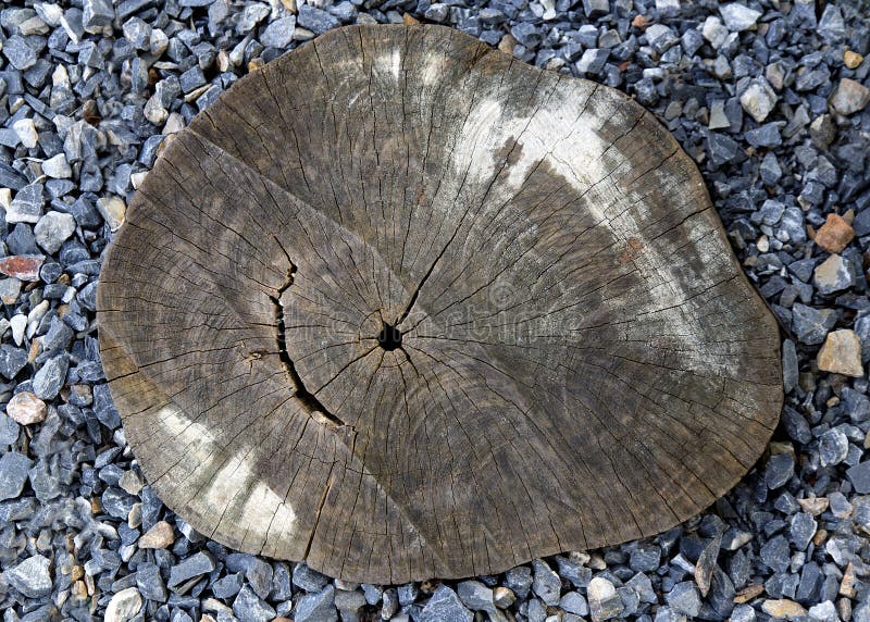 Texture of the Real Wood from Stem of Tree Stock Photo - Image of board ...