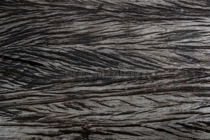 Texture of the Real Wood from Tree Stock Image - Image of indoors ...