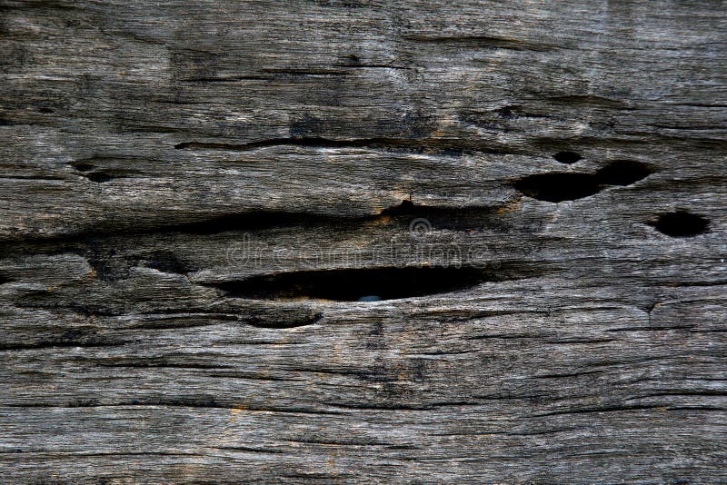 Texture of the Real Wood from Tree Stock Image - Image of background ...