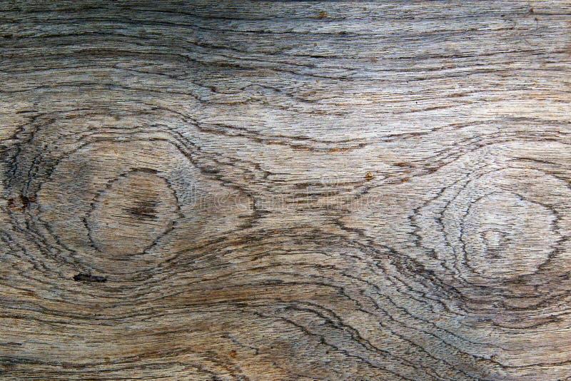 Texture of the Real Wood from Tree Stock Photo - Image of color, panel ...