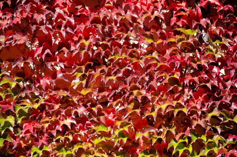 Texture of Red As Fire Grape Leaves on Sun during a Day Stock Image ...
