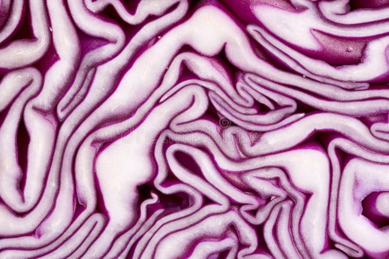 Texture of red cabbage stock image. Image of pattern - 13838779