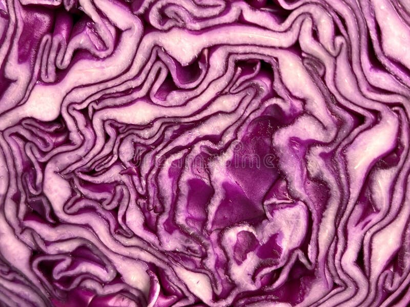 Texture of a red cabbage stock photo. Image of vegetarian - 295467790