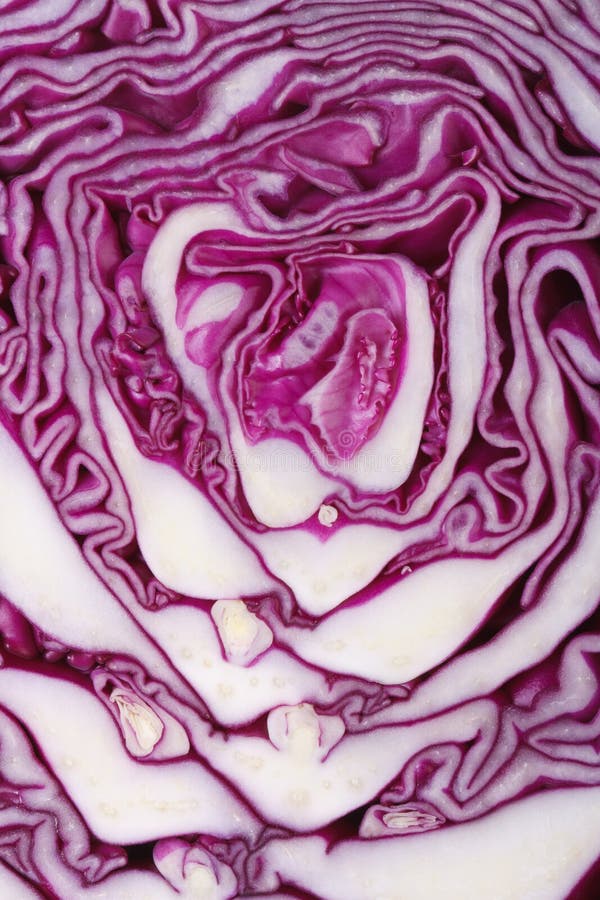 Cabbage 1 stock photo. Image of farming, cuisine, diet, appetite - 72458