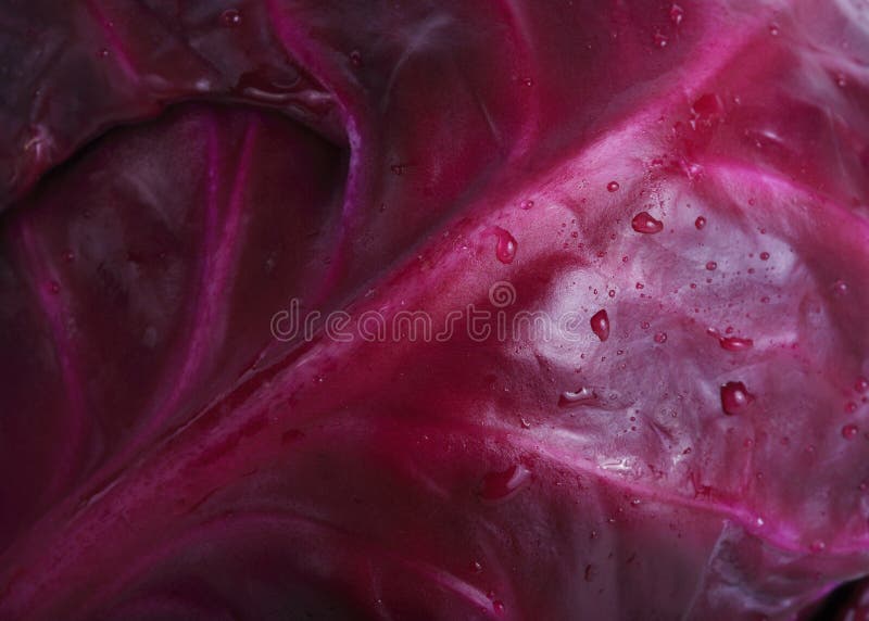 Texture of red cabbage stock image. Image of vegan, vegetable - 42812005