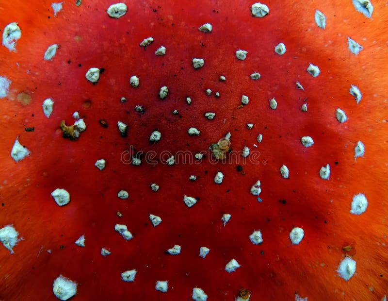 Texture Red Cap Mushroom Amanita Stock Photo - Image of autumn, fresh ...