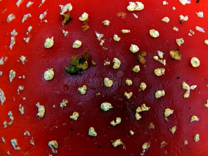 Texture Red Cap Mushroom Amanita Stock Photo - Image of colorful ...