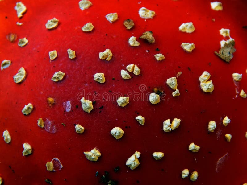Texture Red Cap Mushroom Amanita Stock Photo - Image of fungi, biology ...