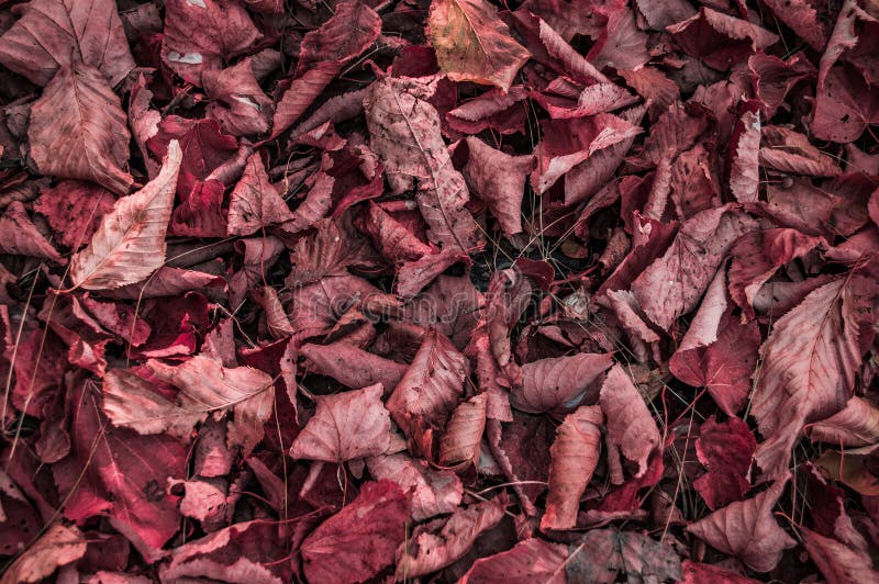Texture of Red Dried Fallen Leaves Stock Image - Image of color ...