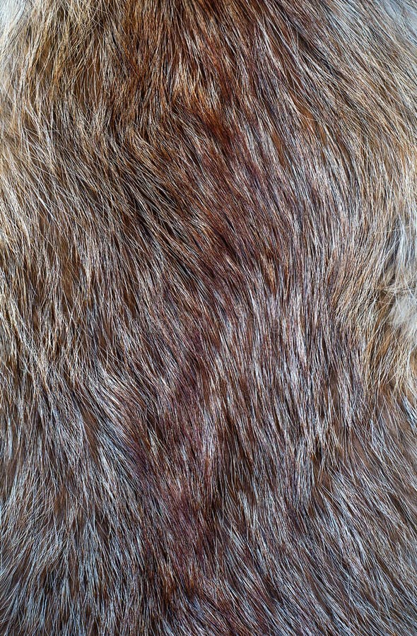 Texture of red fox fur stock photo. Image of macro, detail - 111050174