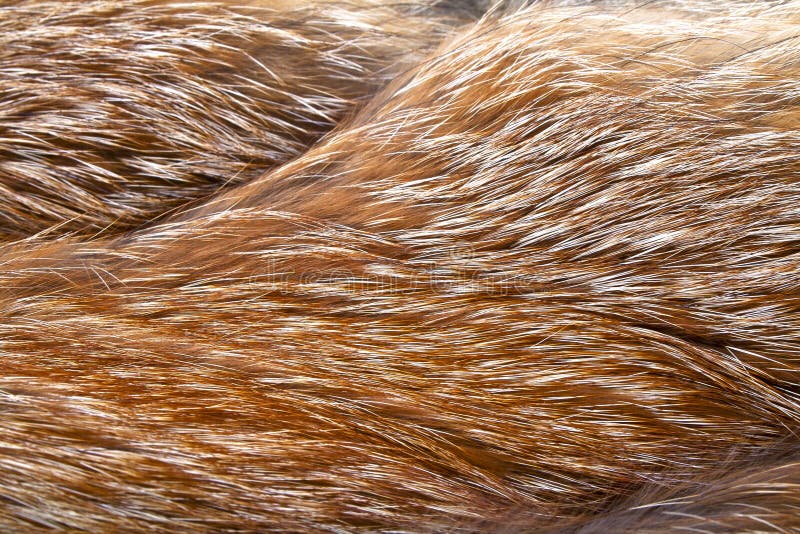 Texture of red fox fur stock photo. Image of detail - 164101344
