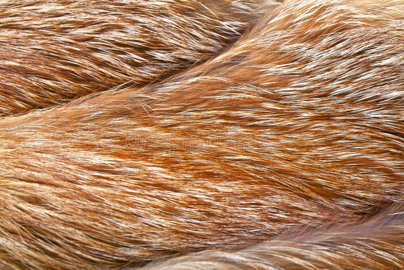 Texture of red fox fur stock image. Image of coat, fashion - 164101363