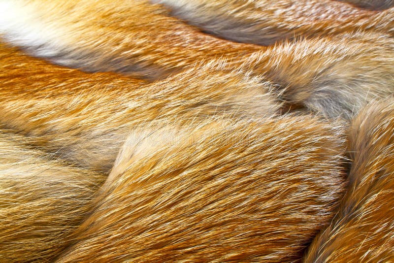 Texture of red fox fur stock image. Image of detail - 164101417