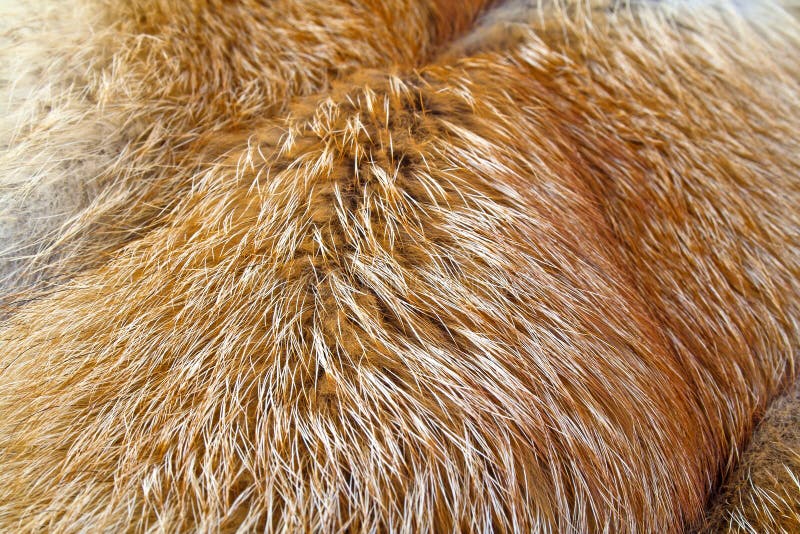 Texture of red fox fur stock image. Image of detail - 164101445
