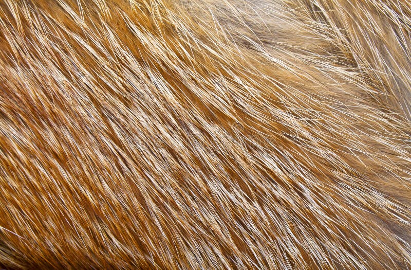Texture of red fox fur stock photo. Image of striped - 164101452