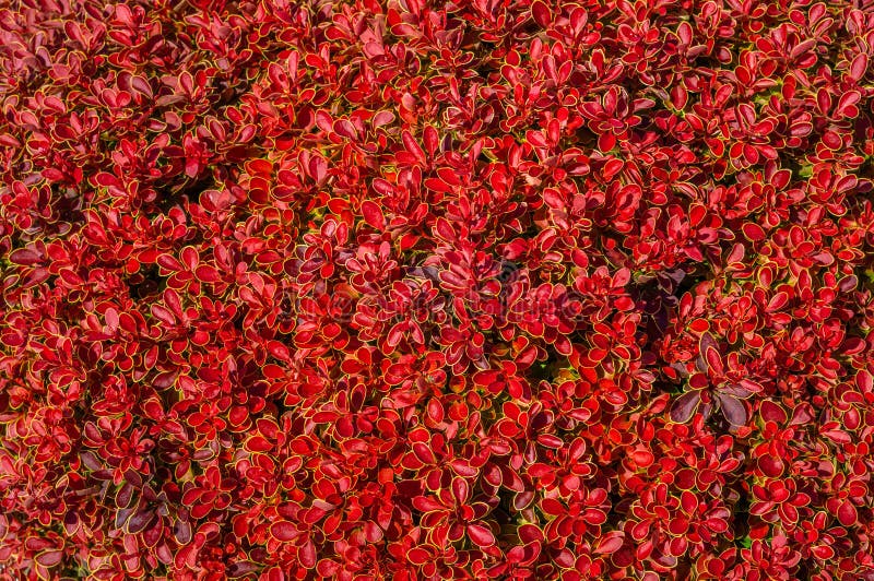 Texture Of Colorful Leaves Of Shrubs Stock Photo - Image of fresh ...
