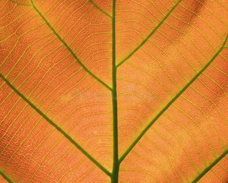 Texture a red leaves stock photo. Image of plant, pattern - 23007460