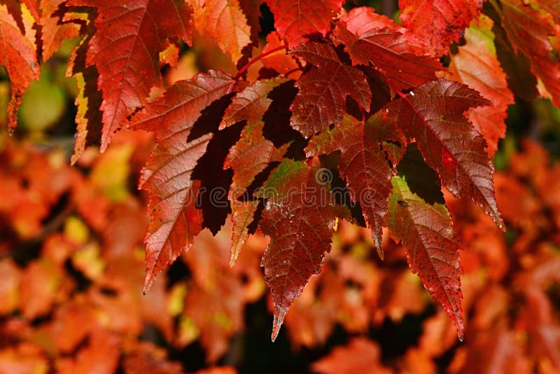 Texture of Red and Orange Autumn Leafage of Maple Tree, Acer Genus ...
