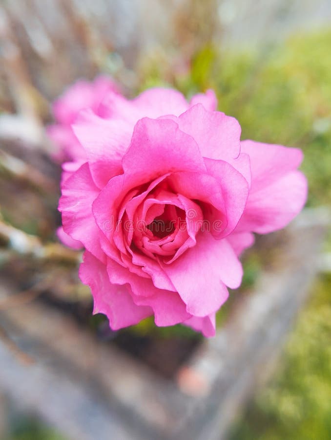 Texture of Red Roses that Look Blooming Stock Photo - Image of texture ...