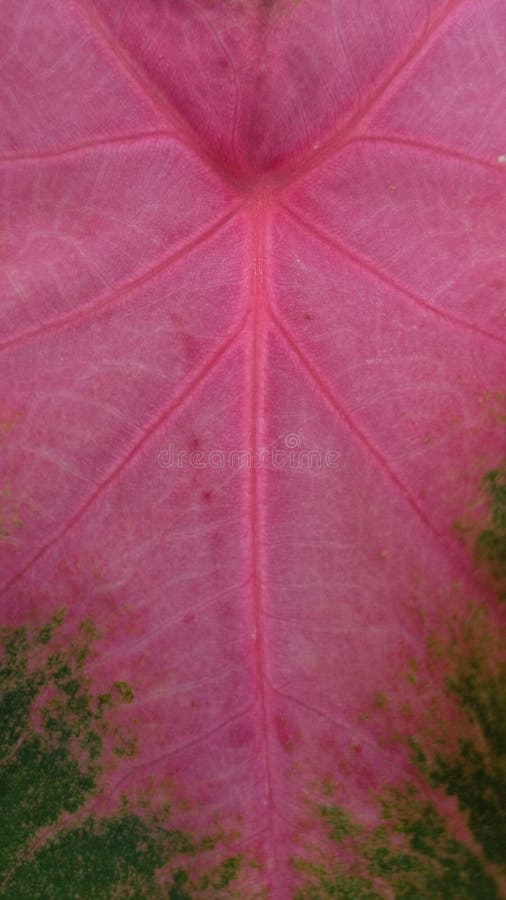 The Texture of Red Taro Leaves with the Latin Name Caladium Bicolor ...