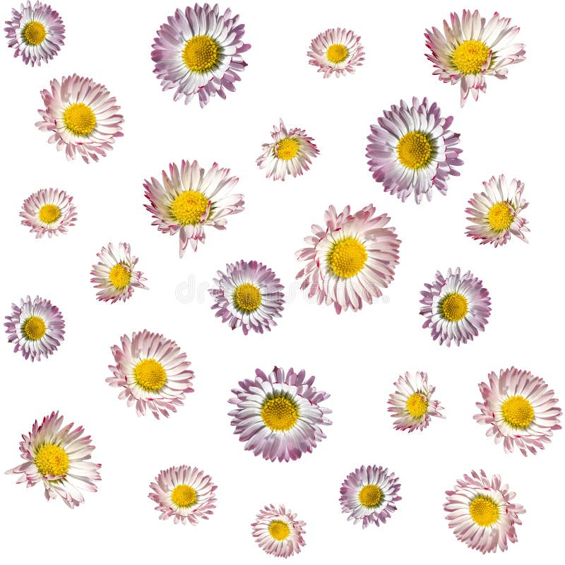 Texture with Red White Daisy Flowers in Different Sizes Stock Photo ...