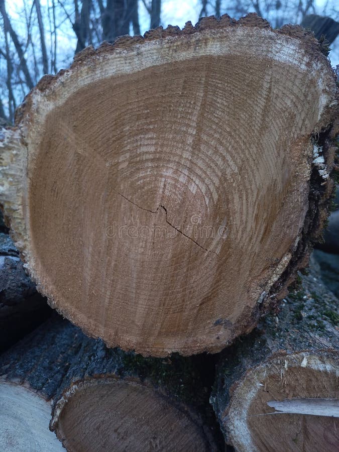 Texture of Wood Inside Tree with Holes Stock Photo - Image of forest ...