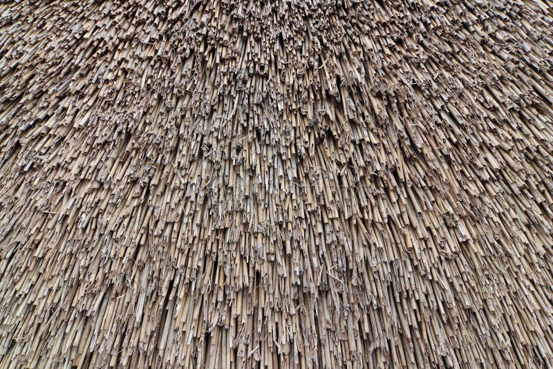 Texture of the reed roof stock photo. Image of texture - 116869696