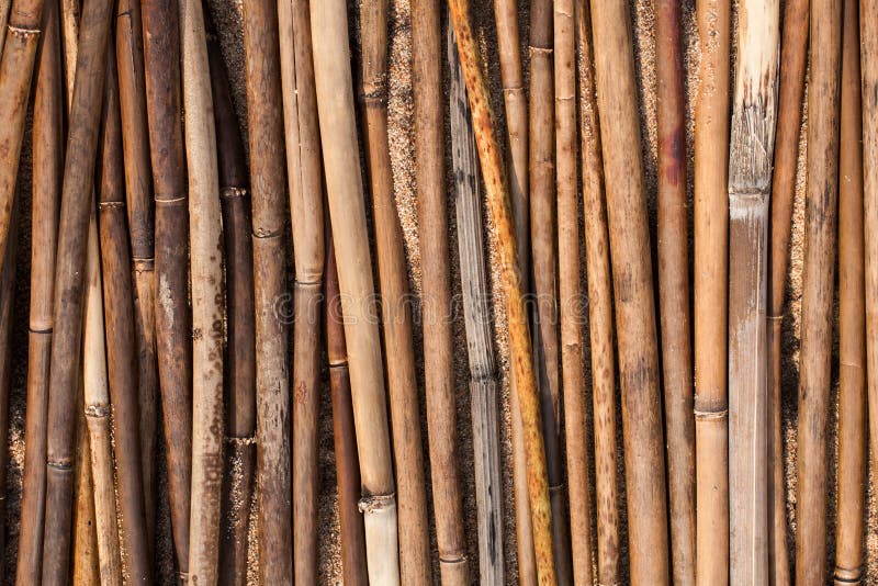 Texture reed stock image. Image of sand, brown, nature - 33248021