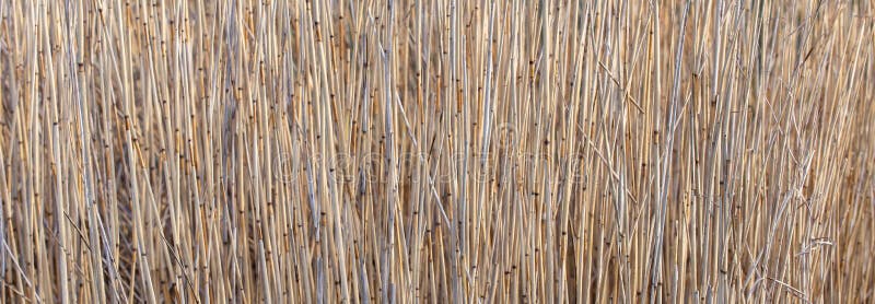 Texture of reed mat. stock photo. Image of vertical, colour - 69249036