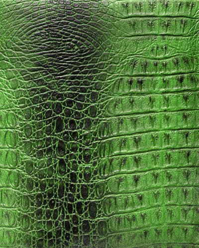 Texture of a reptile skin stock photo. Image of fashion - 4756144