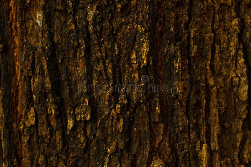 Texture of Resak Tembage Tree Background Tropical Tree and Botany ...