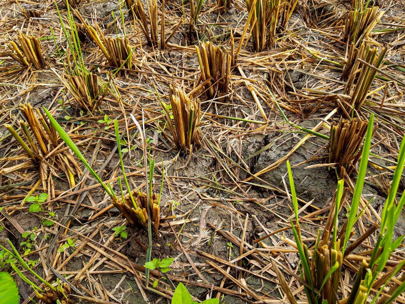 Texture of a rice field stock photo. Image of plant - 186286426