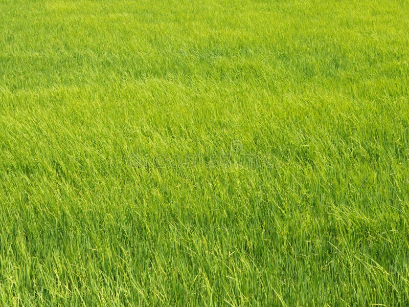 Texture of rice field stock image. Image of green, farming - 38885411