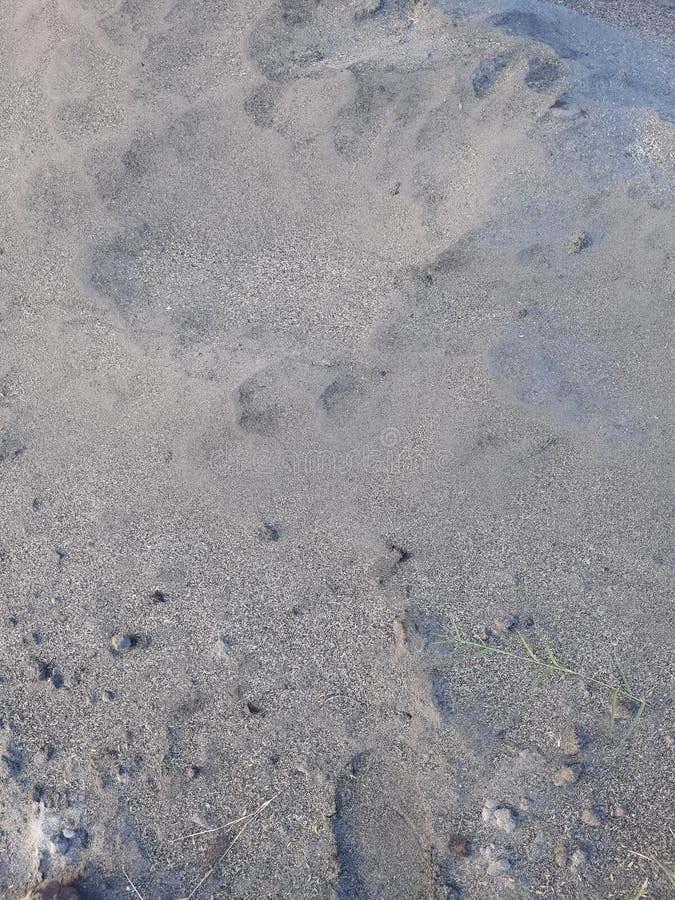 Texture of Rice Husk or Hull Powder Stock Image - Image of husk, rice ...